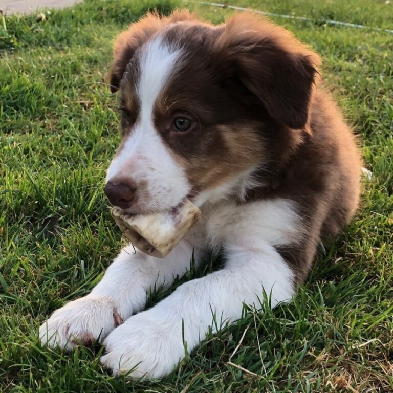Border Collie History - Willow Creek Border Collies