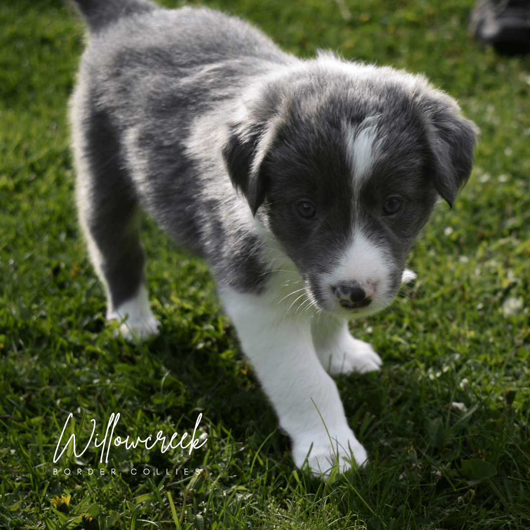The Healing Paws: Support Dogs - Willowcreek Border Collies